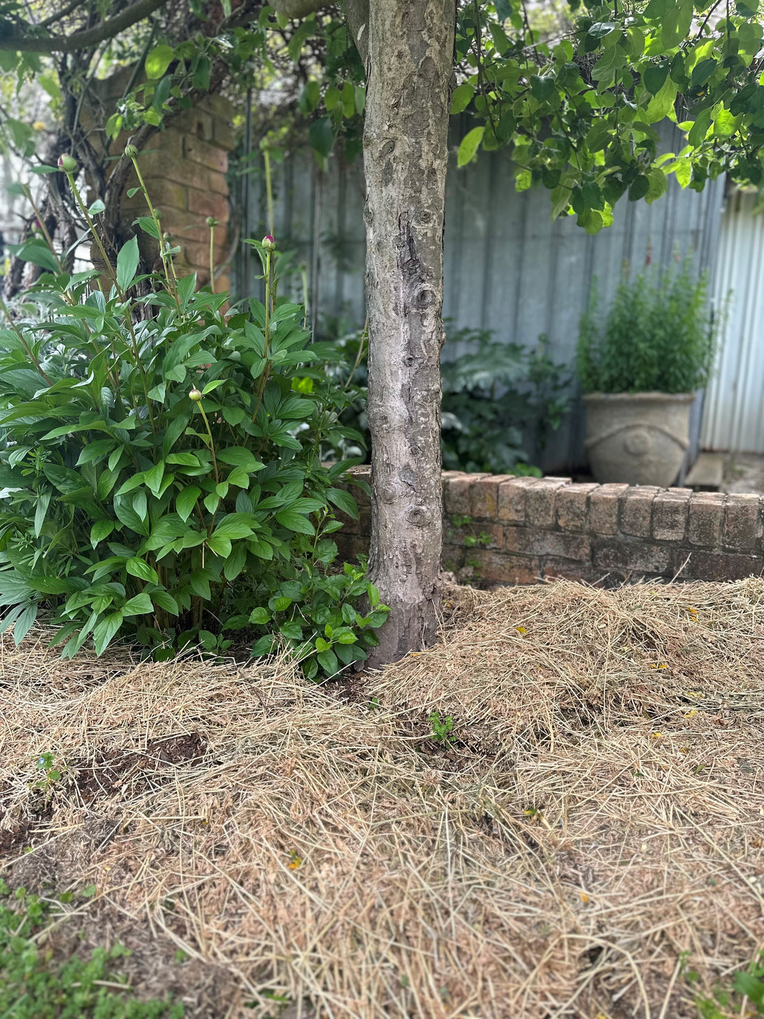 Lucerne Garden Mulch – GreatHAY